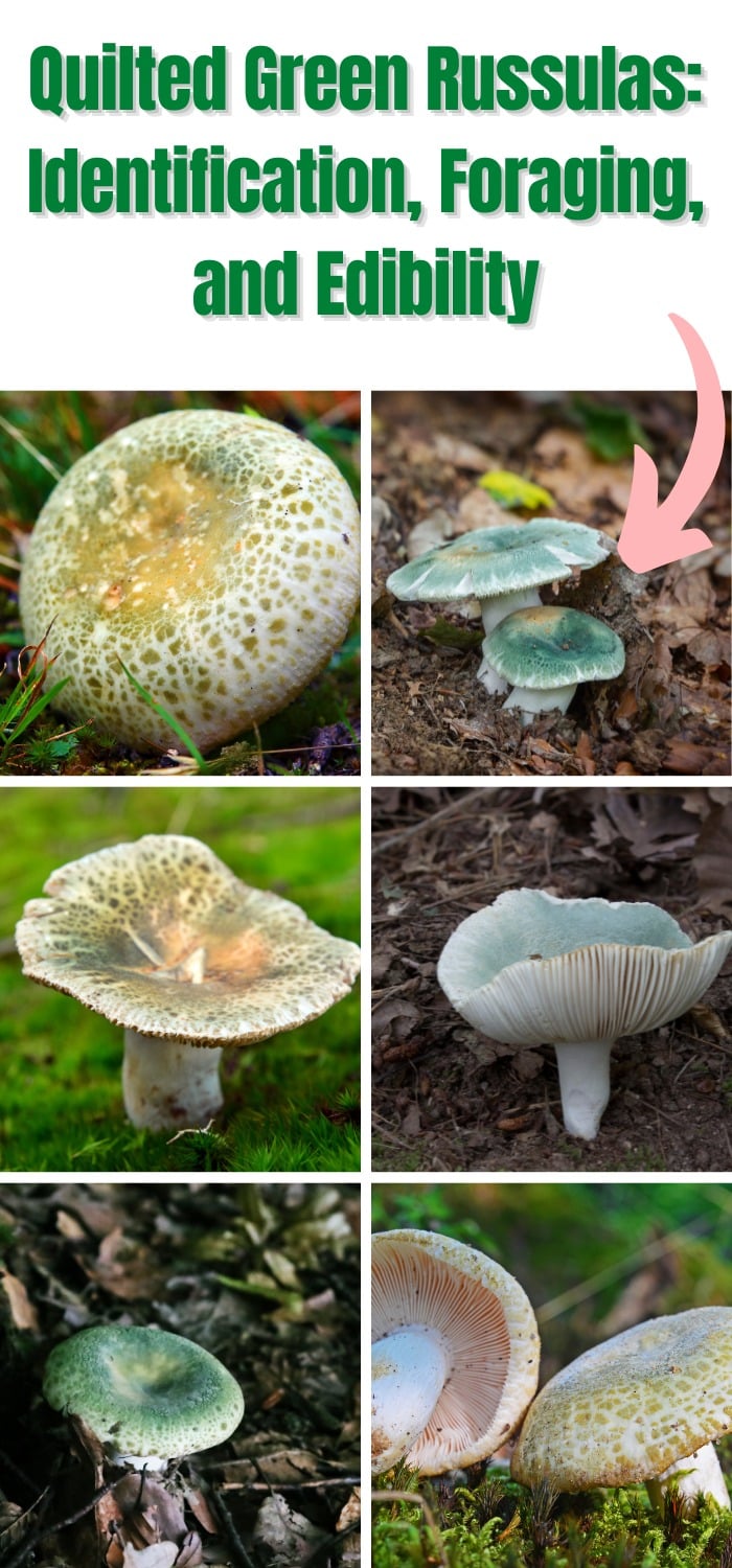 Quilted Green Russulas: Identification, Foraging, and Edibility ...