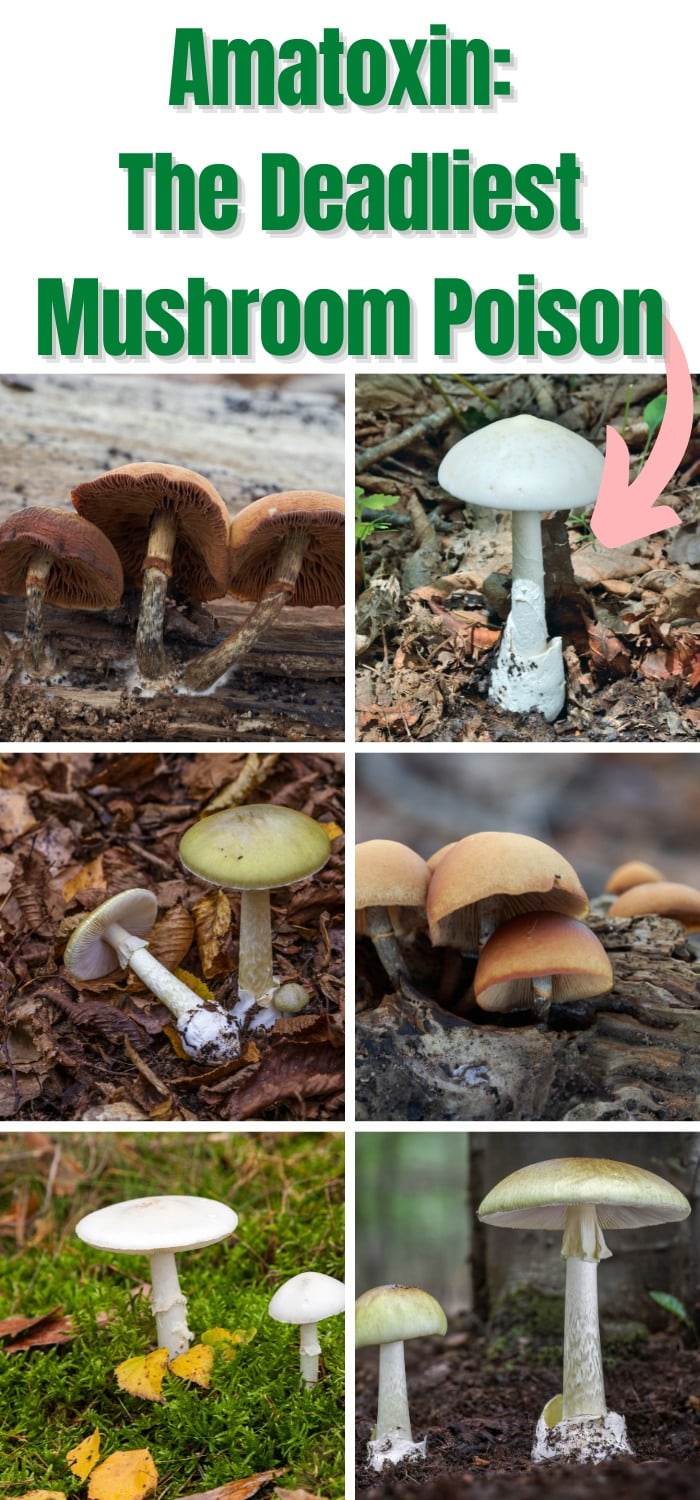 Amatoxin: The Deadliest Mushroom Poison - Mushroom Appreciation
