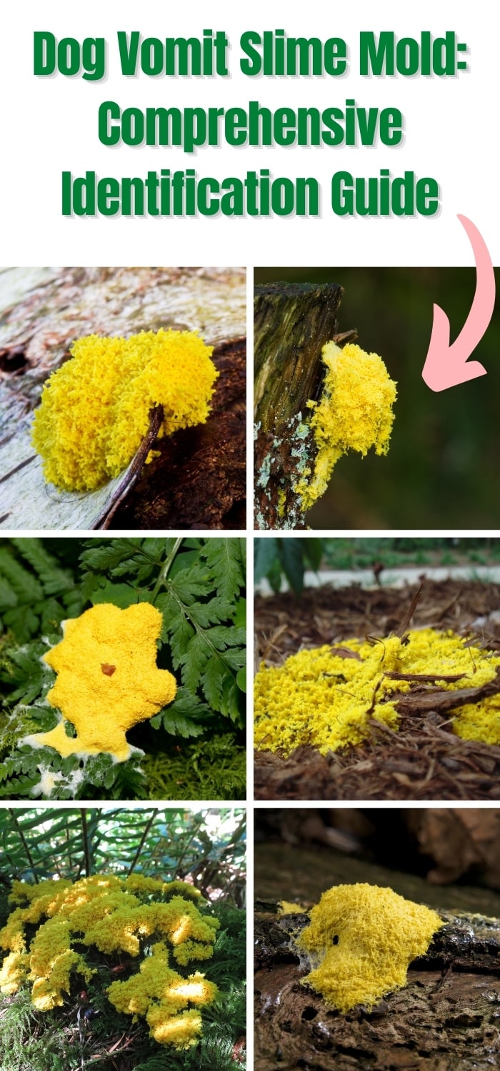 Dog Vomit Slime Mold Comprehensive Identification Guide Mushroom
