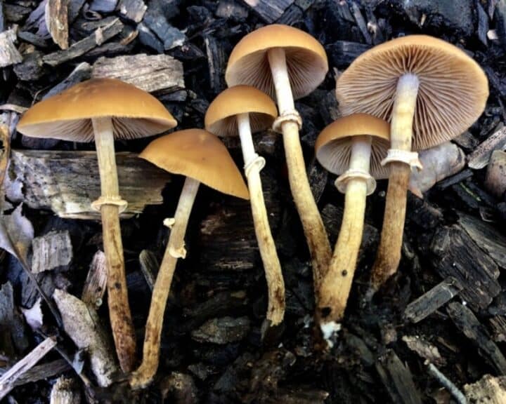 Common Conecap Mushroom: Identification and Lookalikes - Mushroom ...