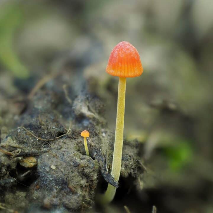 The Orange Mycena: Identification, Lookalikes, and Medicinal Properties ...