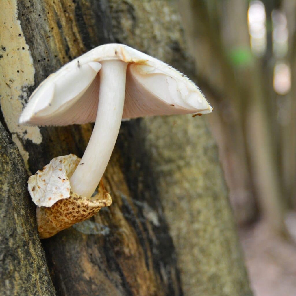 Big Sheath Mushroom: Identification, Lookalikes, and Edibility ...