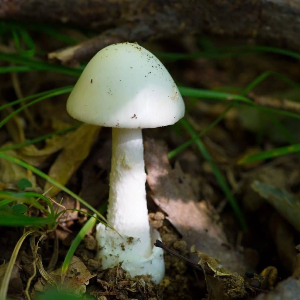 Amatoxin: The Deadliest Mushroom Poison - Mushroom Appreciation