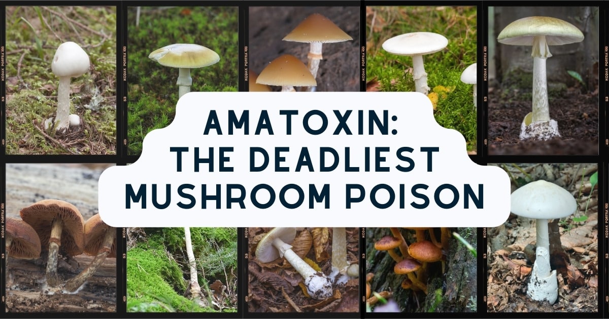 Amatoxin: The Deadliest Mushroom Poison - Mushroom Appreciation