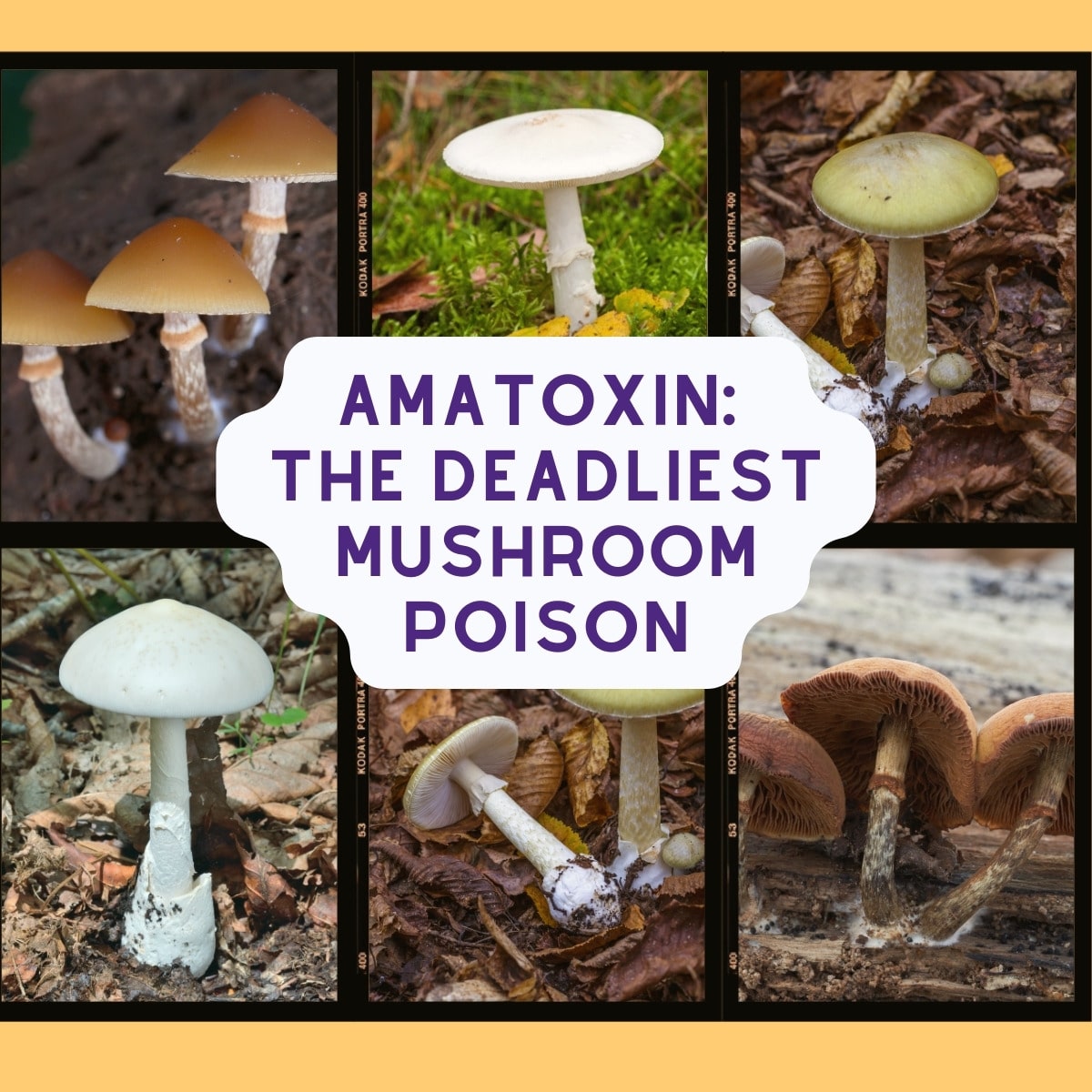 American Matsutake: Identification, Foraging, and Concerns - Mushroom ...