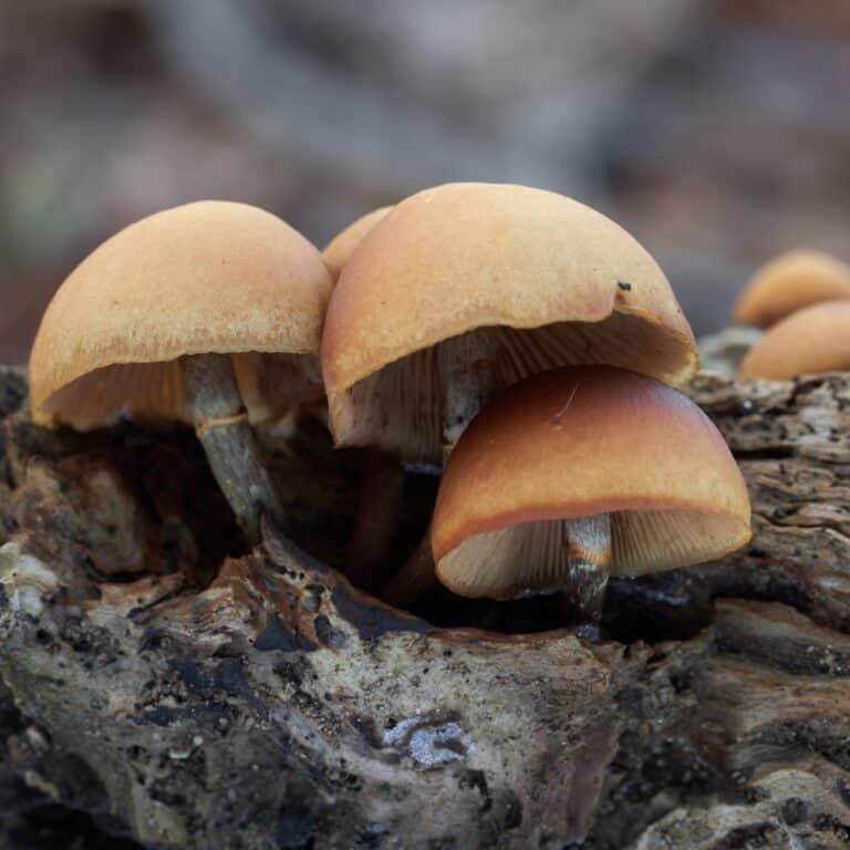 Amatoxin: The Deadliest Mushroom Poison - Mushroom Appreciation