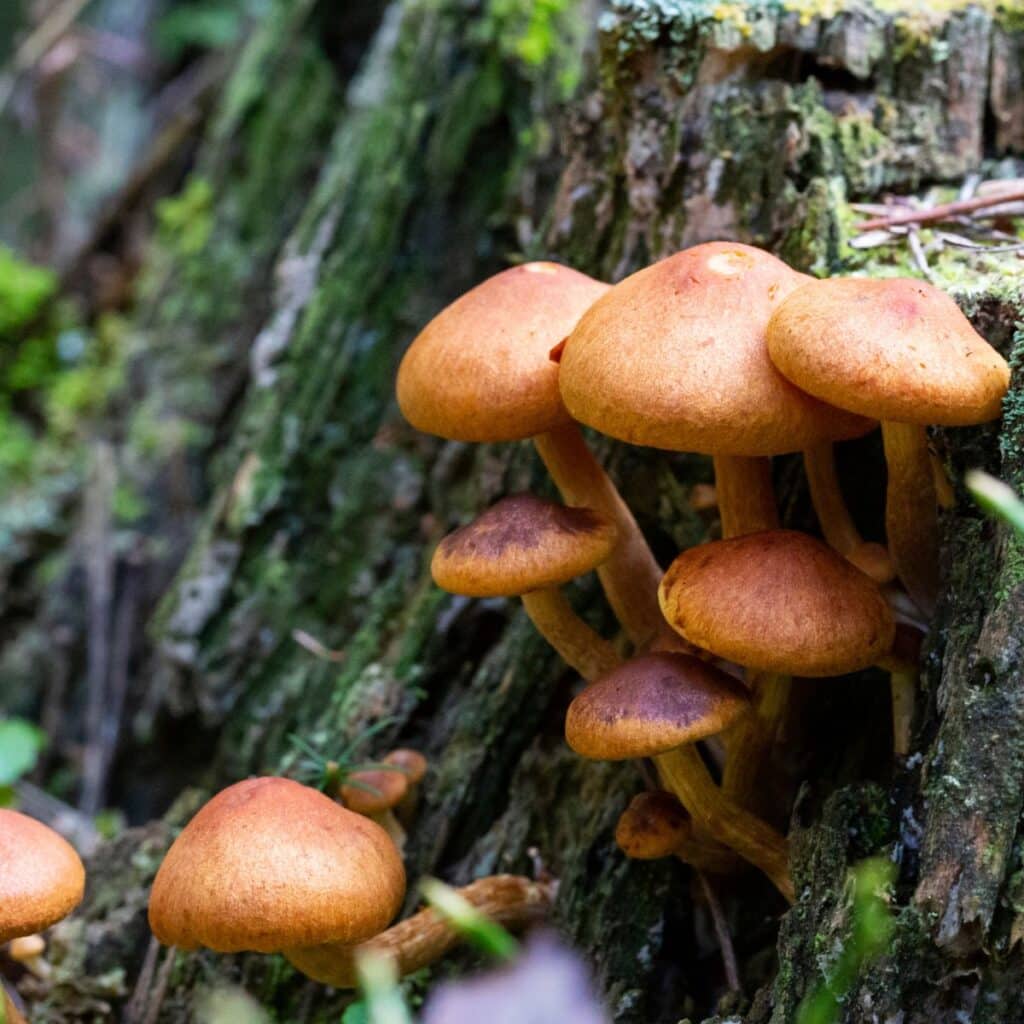 Amatoxin: The Deadliest Mushroom Poison - Mushroom Appreciation