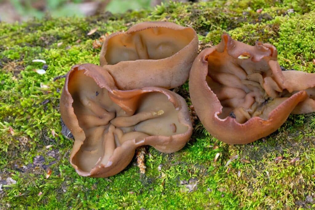 Brown Cup Mushrooms: Identification and Edibility - Mushroom Appreciation