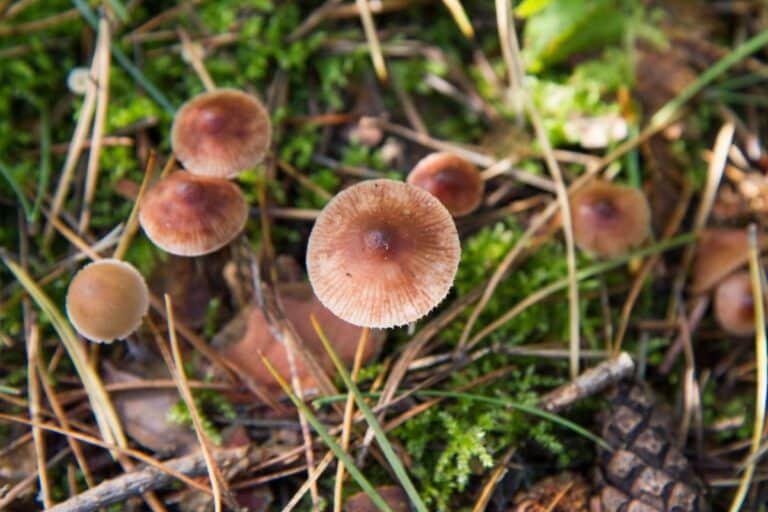 Common Conecap Mushroom: Identification and Lookalikes - Mushroom ...