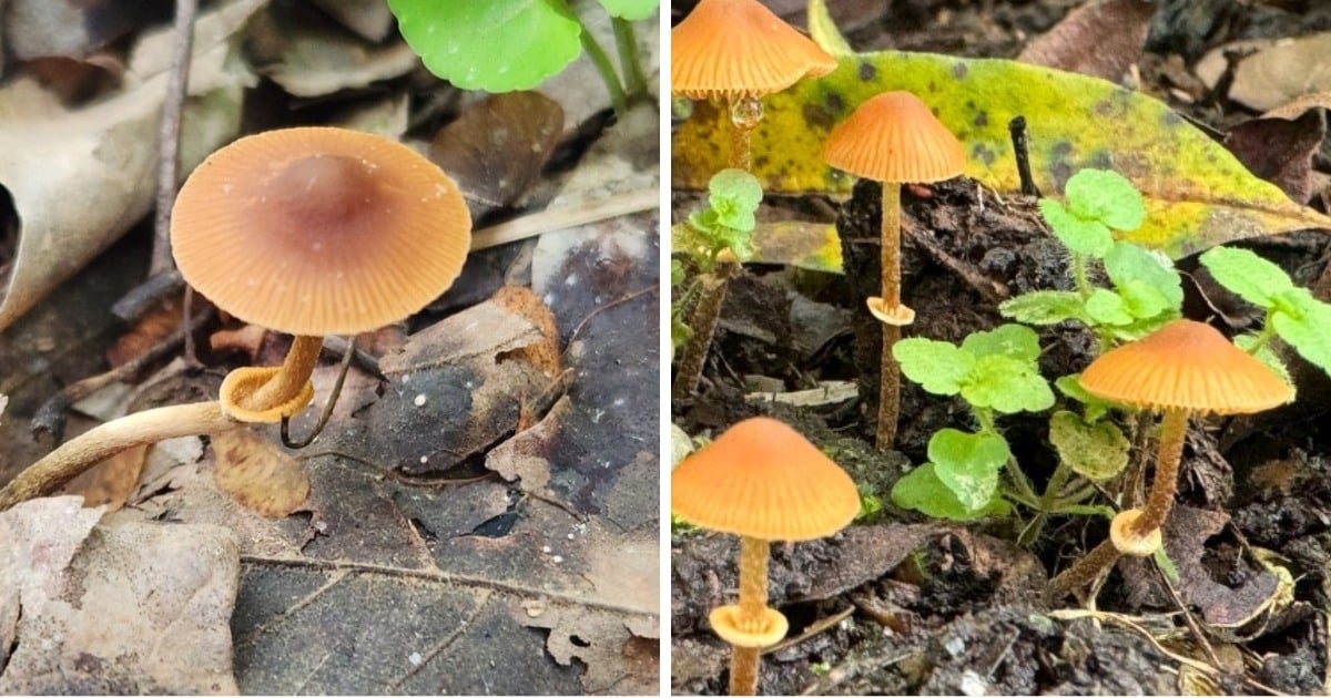 Common Conecap Mushroom: Identification and Lookalikes - Mushroom ...