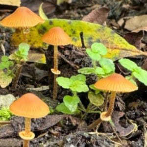The Train Wrecker Mushroom: Identification, Foraging, and Cooking ...