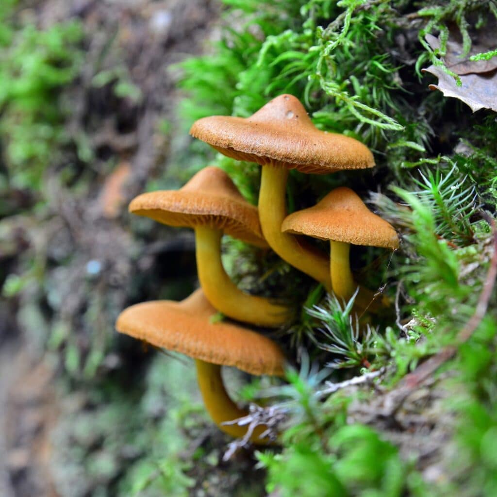 The Deadly Webcaps: Comprehensive Identification Guide - Mushroom ...
