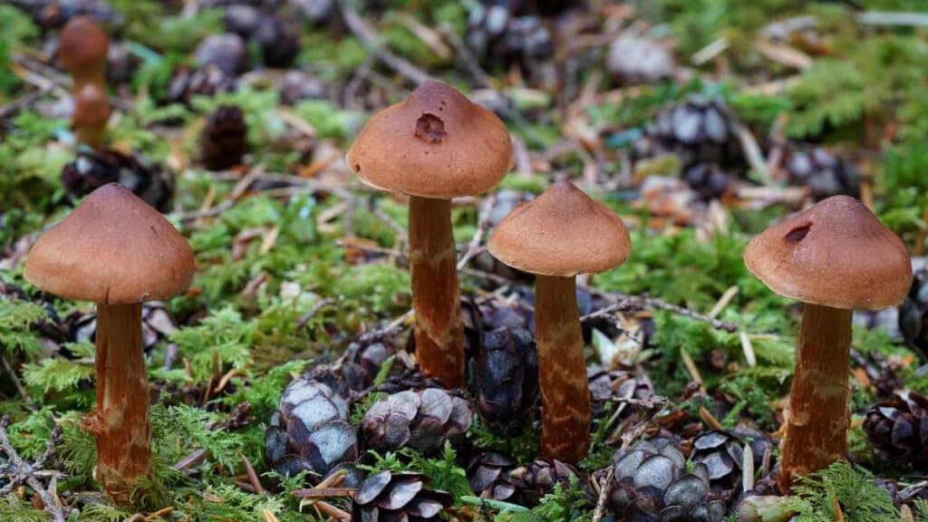 The Deadly Webcaps: Comprehensive Identification Guide - Mushroom ...