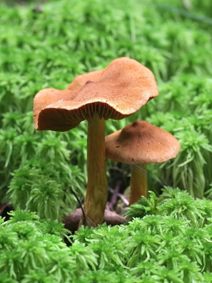 The Deadly Webcaps: Comprehensive Identification Guide - Mushroom ...