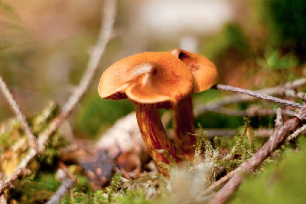 The Deadly Webcaps: Comprehensive Identification Guide - Mushroom ...
