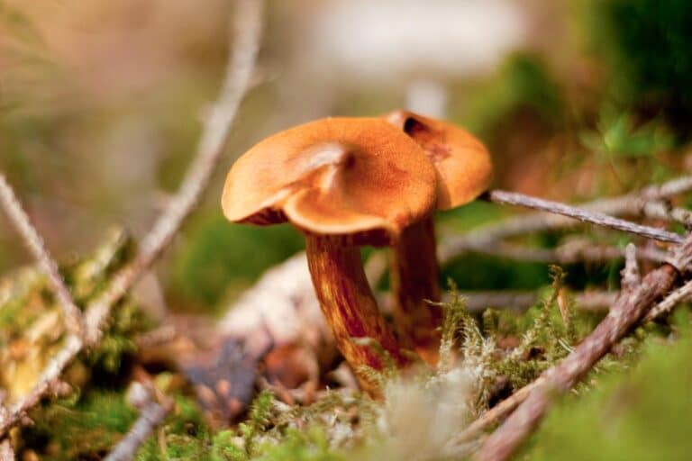 The Deadly Webcaps: Comprehensive Identification Guide - Mushroom ...