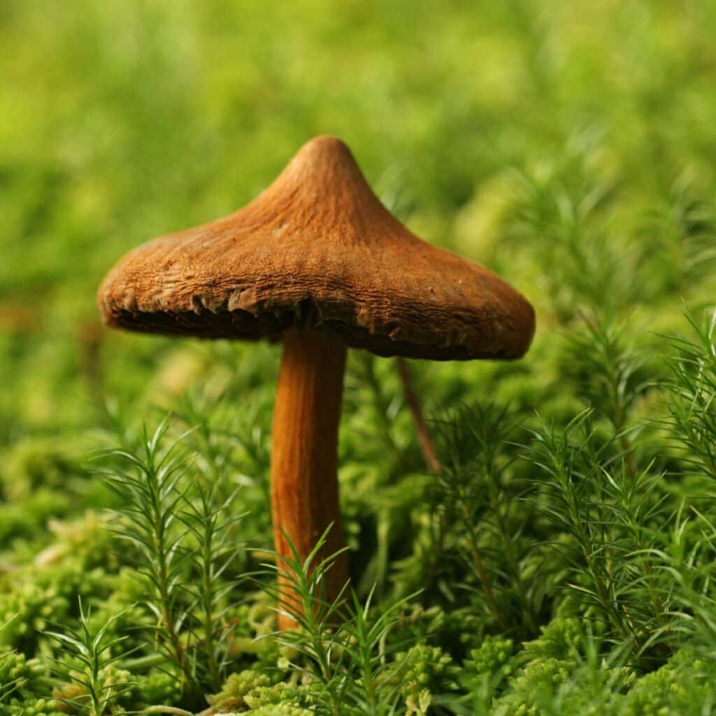 North American Cortinarius Mushrooms: Identification, Habitat, and ...