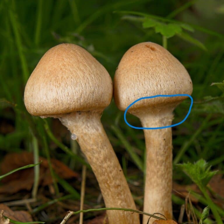 The Deadly Webcaps: Comprehensive Identification Guide - Mushroom ...