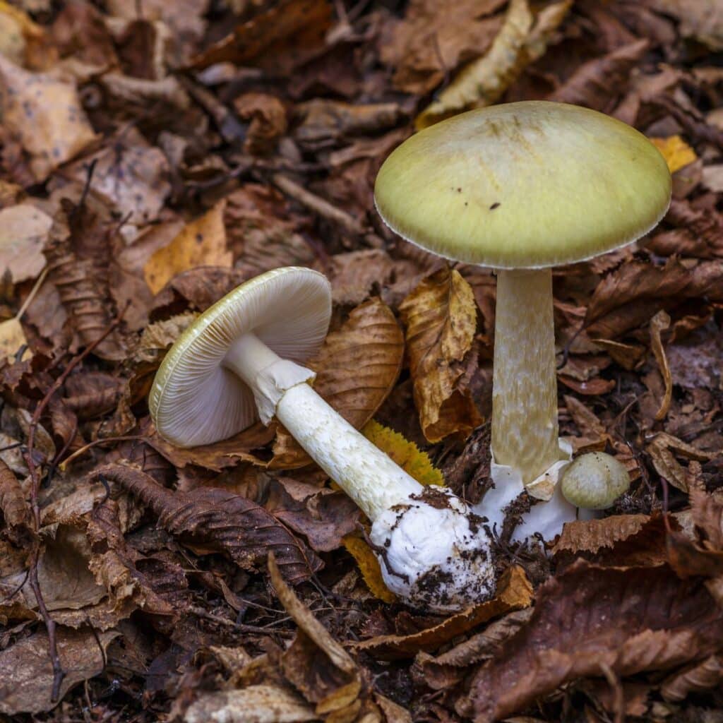 Amatoxin: The Deadliest Mushroom Poison - Mushroom Appreciation