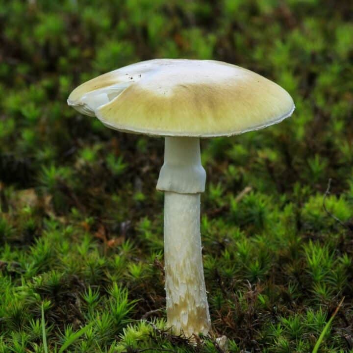 Amatoxin: The Deadliest Mushroom Poison - Mushroom Appreciation
