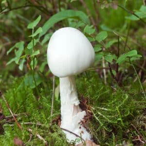 Amatoxin: The Deadliest Mushroom Poison - Mushroom Appreciation