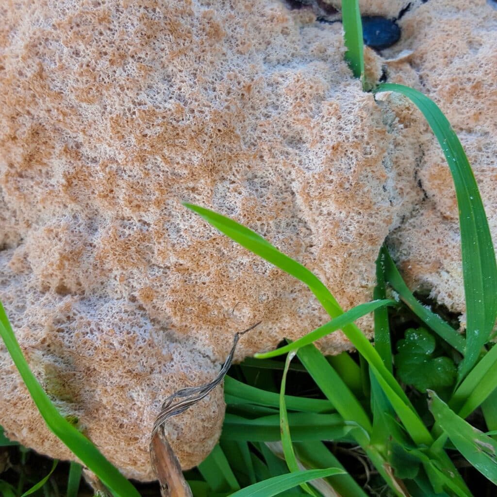 Dog Vomit Slime Mold: Comprehensive Identification Guide - Mushroom ...