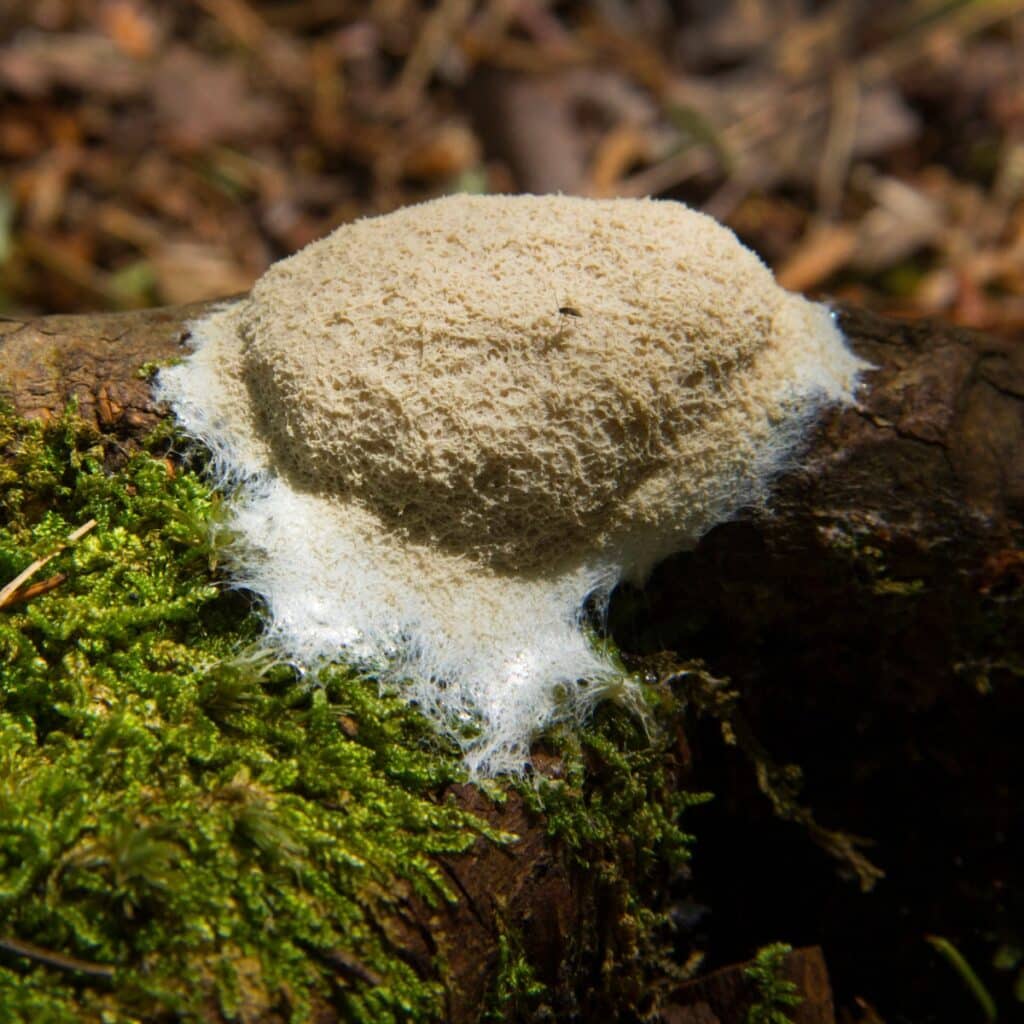 Dog Vomit Slime Mold: Comprehensive Identification Guide - Mushroom ...