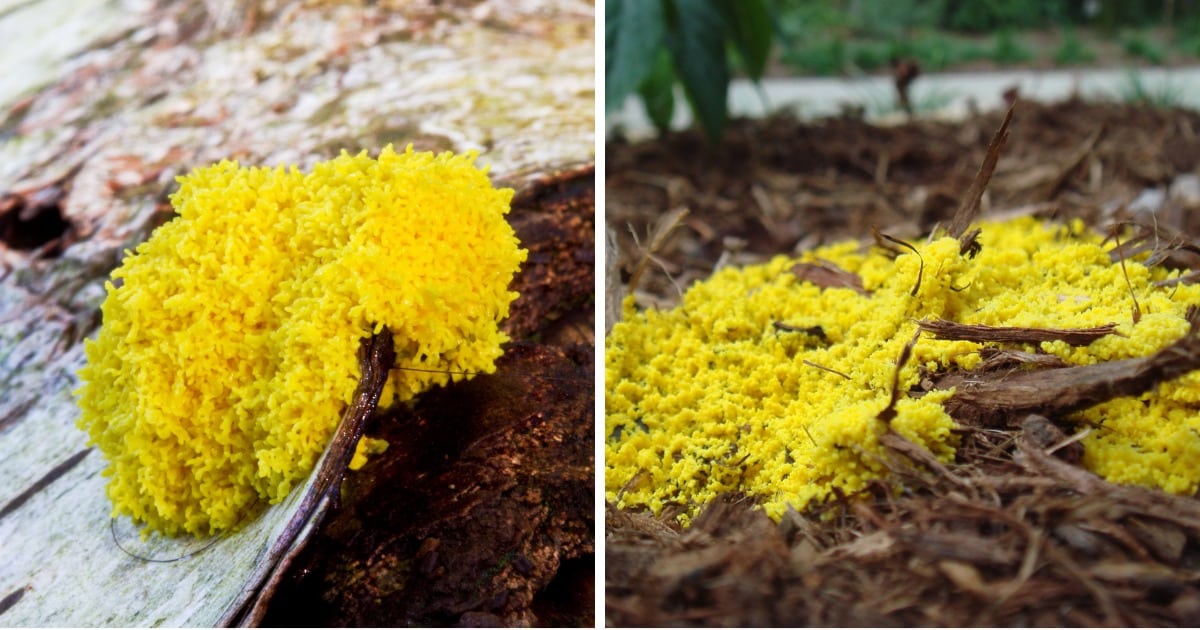 Dog Vomit Slime Mold: Comprehensive Identification Guide - Mushroom ...