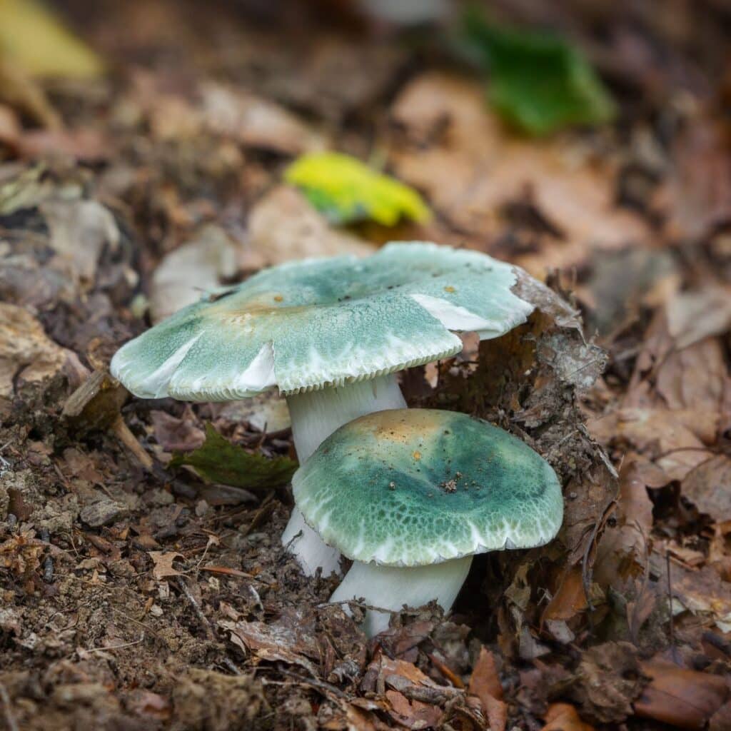 Quilted Green Russulas: Identification, Foraging, and Edibility ...