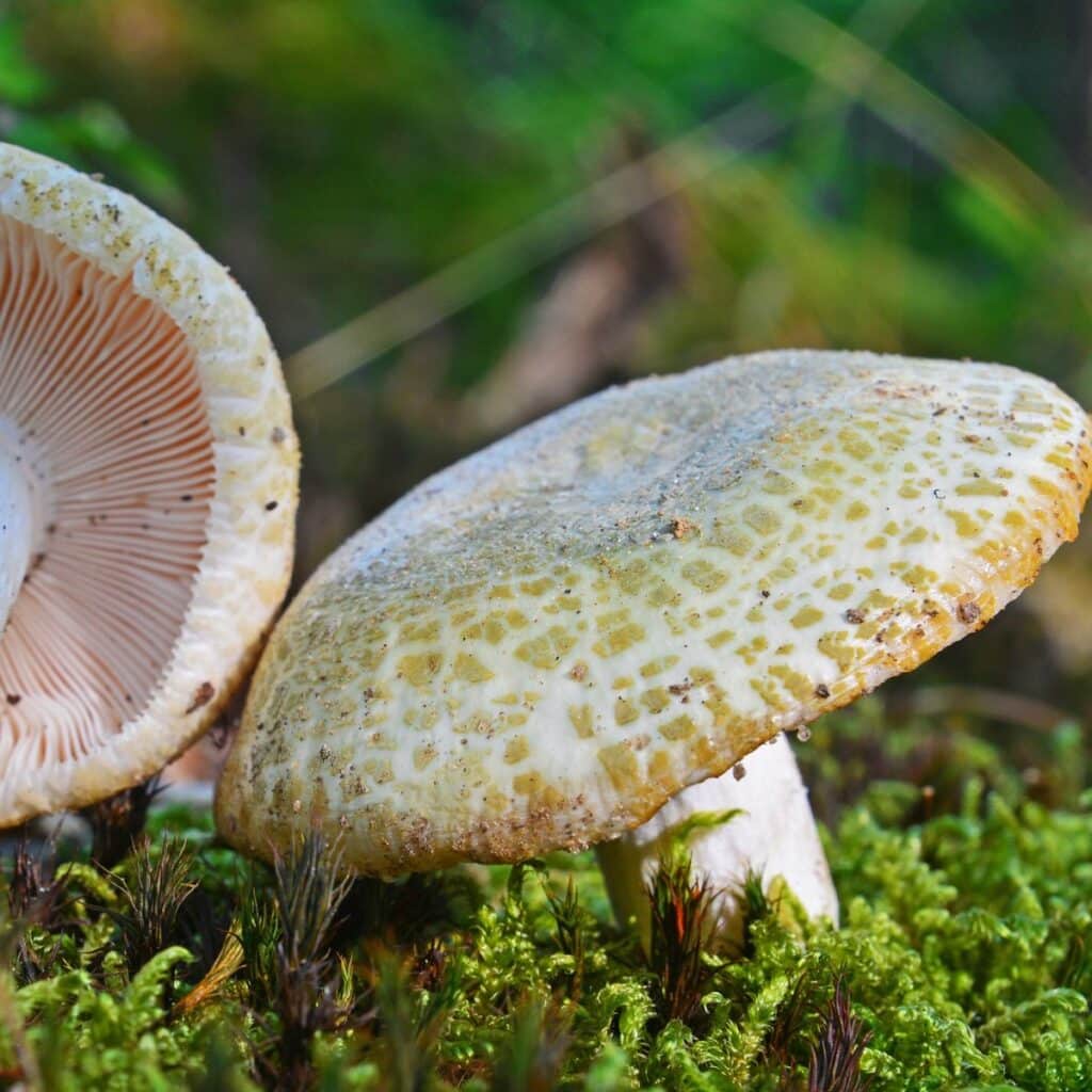 Quilted Green Russulas: Identification, Foraging, and Edibility ...
