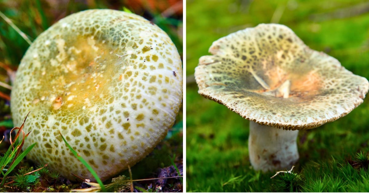 Quilted Green Russulas: Identification, Foraging, and Edibility ...