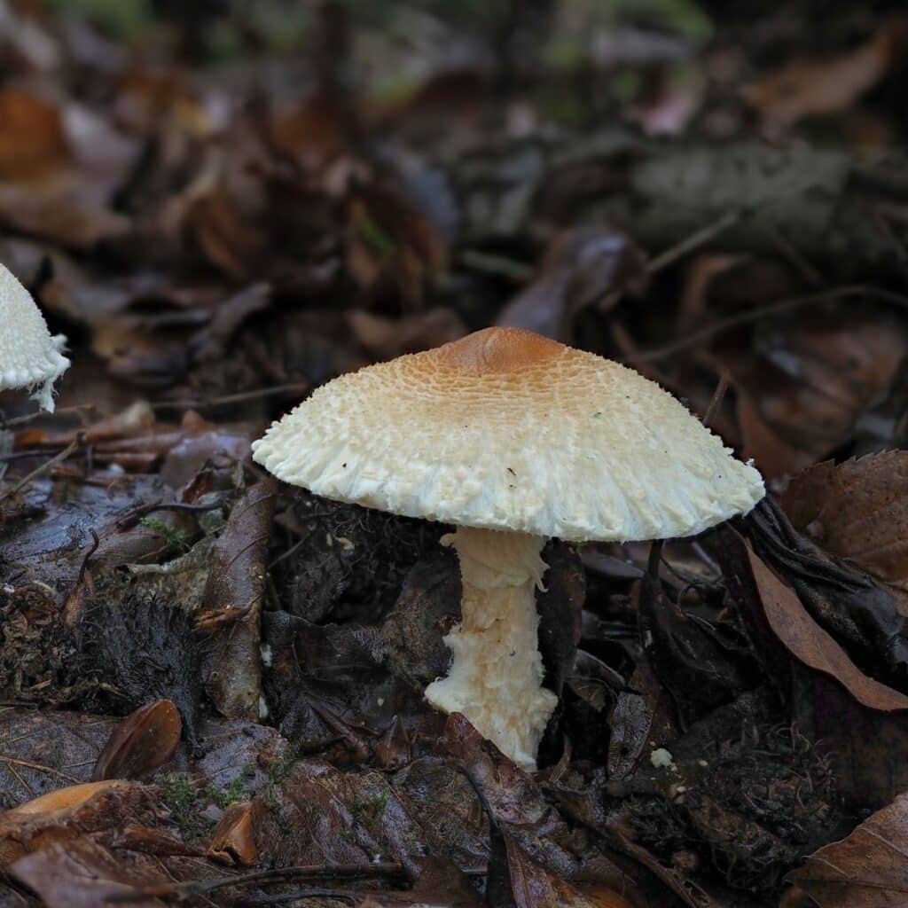 Amatoxin: The Deadliest Mushroom Poison - Mushroom Appreciation