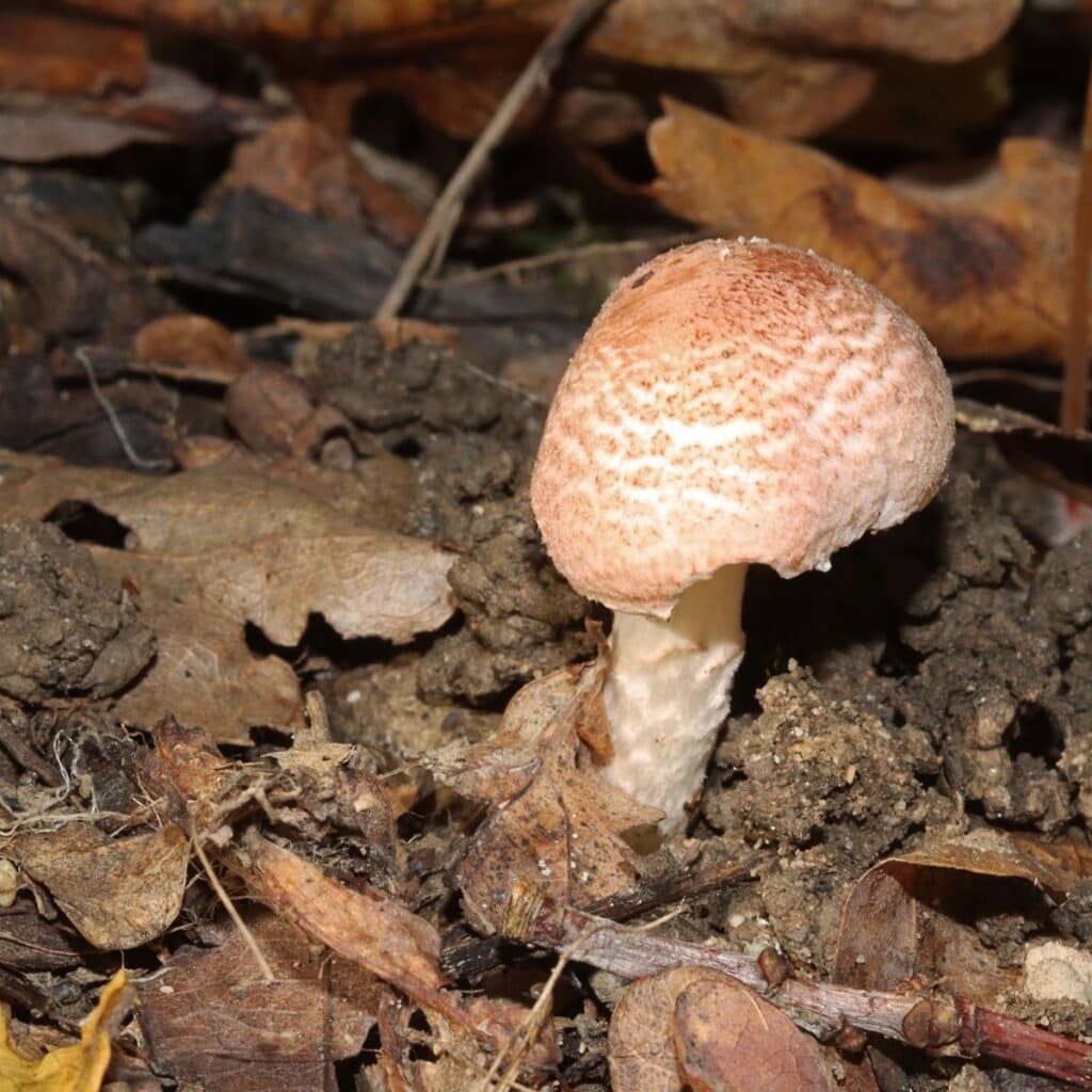 Amatoxin: The Deadliest Mushroom Poison - Mushroom Appreciation