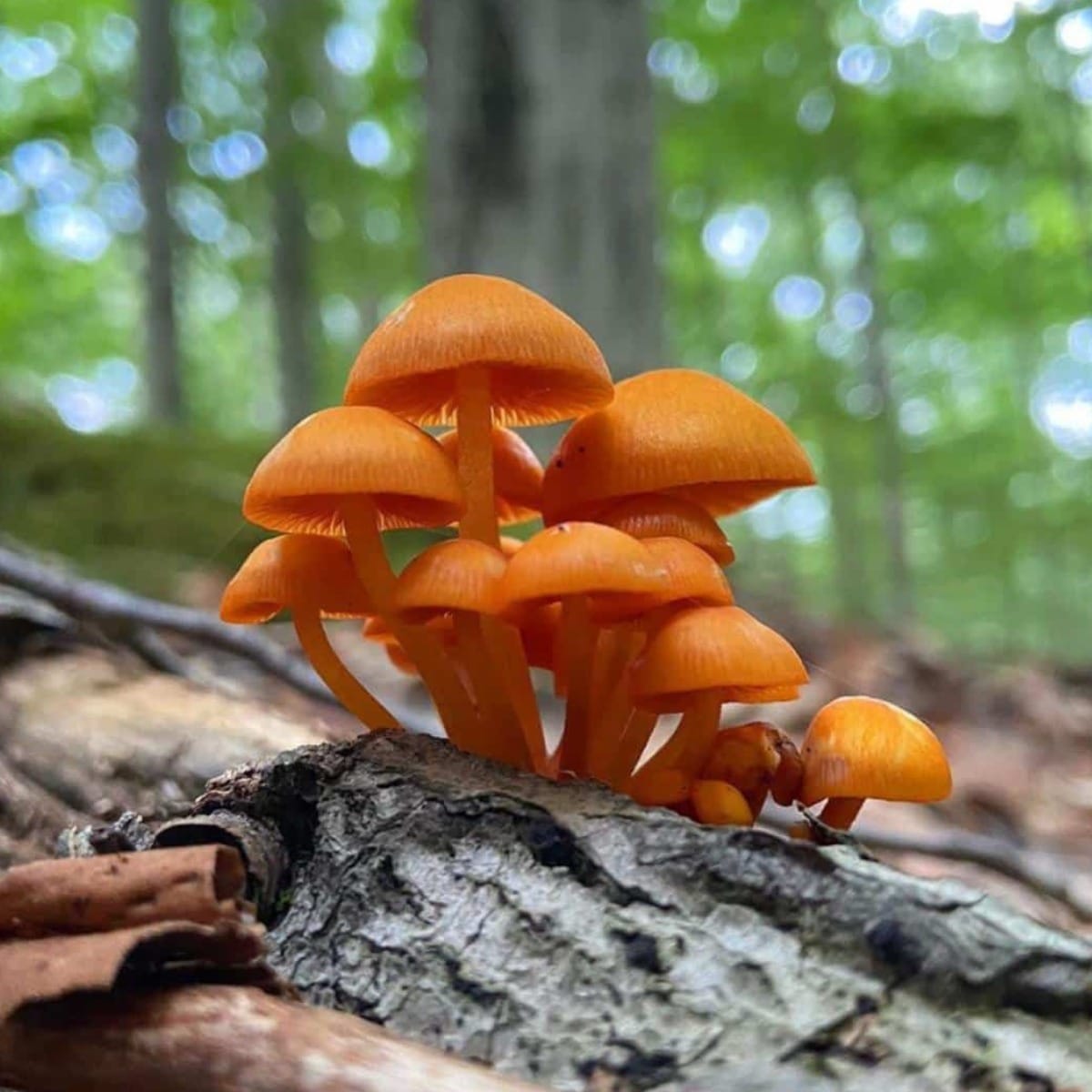 The Train Wrecker Mushroom: Identification, Foraging, and Cooking ...