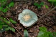 Quilted Green Russulas: Identification, Foraging, and Edibility ...