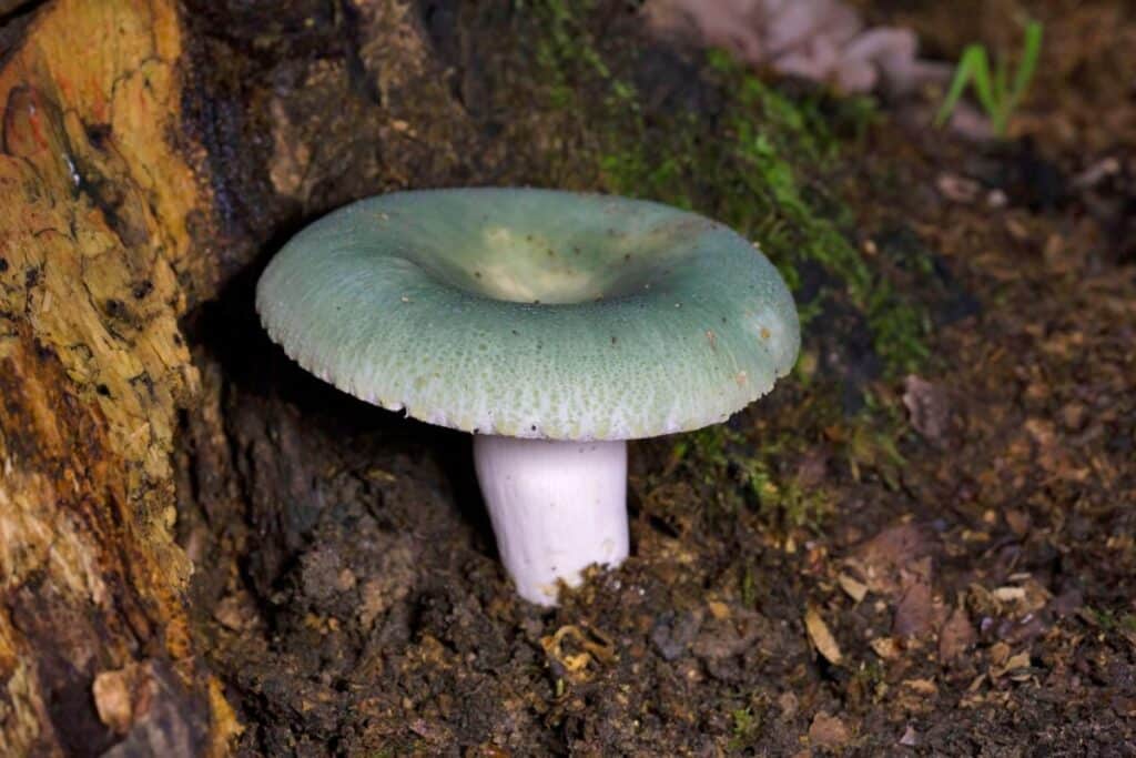 Quilted Green Russulas: Identification, Foraging, and Edibility ...