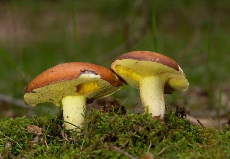 Butterball Bolete: Identification and Foraging Guide - Mushroom ...
