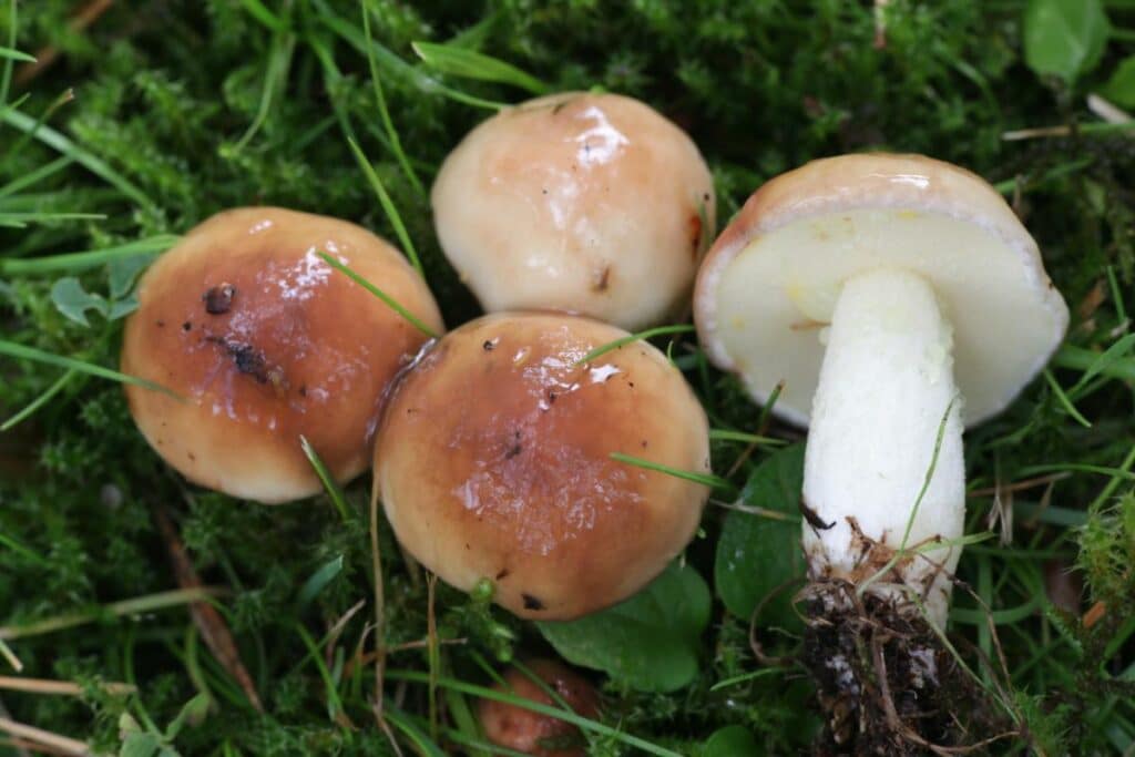 Butterball Bolete: Identification and Foraging Guide - Mushroom ...