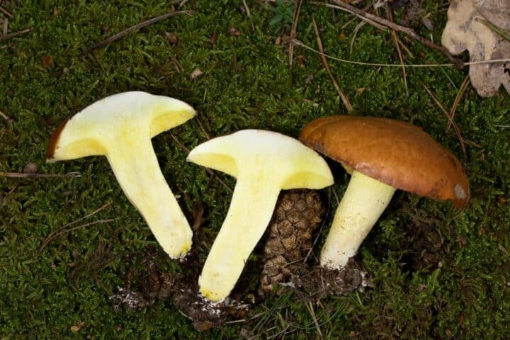 Butterball Bolete: Identification and Foraging Guide - Mushroom ...