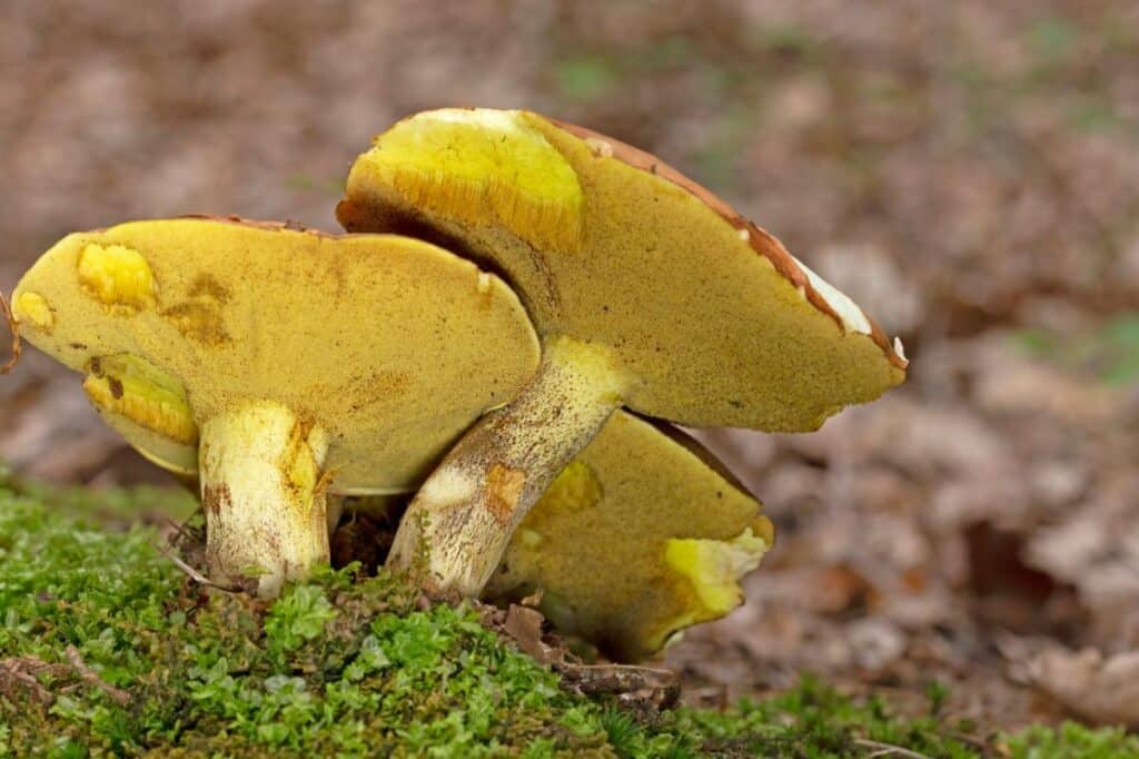 Butterball Bolete: Identification and Foraging Guide - Mushroom ...