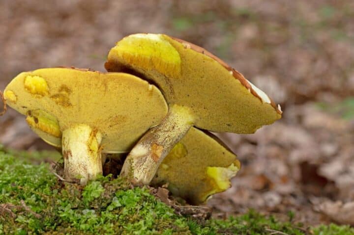 Butterball Bolete: Identification and Foraging Guide - Mushroom ...