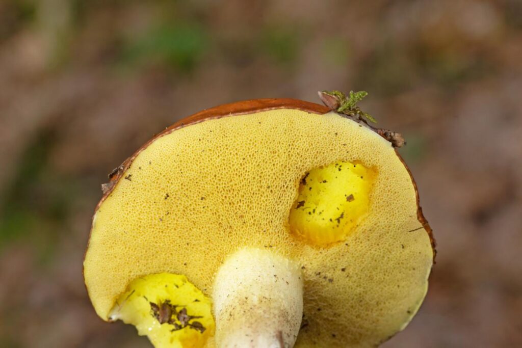 Butterball Bolete: Identification and Foraging Guide - Mushroom ...