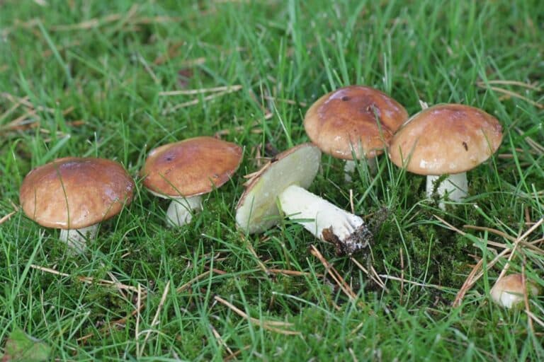 Butterball Bolete: Identification and Foraging Guide - Mushroom ...