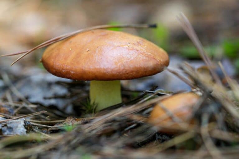 Butterball Bolete: Identification and Foraging Guide - Mushroom ...