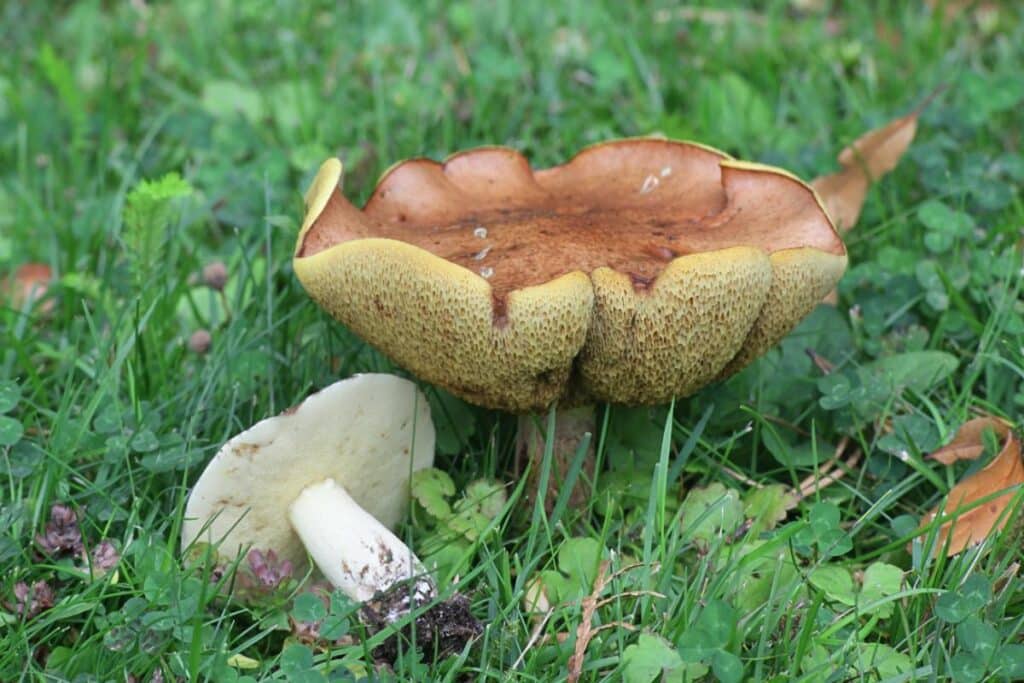 Butterball Bolete: Identification and Foraging Guide - Mushroom ...