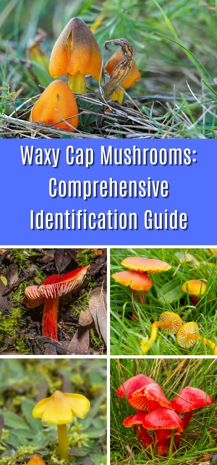 Waxy Cap Mushrooms: Comprehensive Identification Guide - Mushroom ...