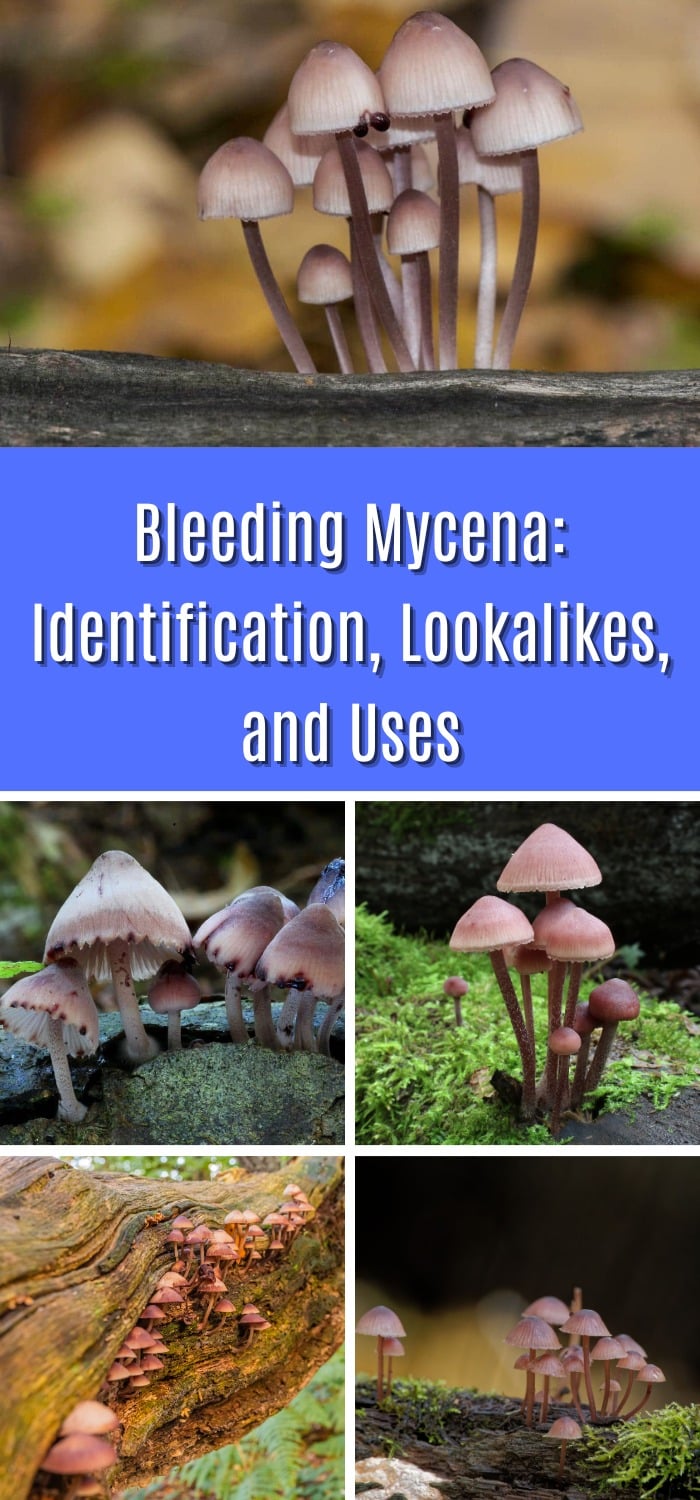 Bleeding Mycena: Identification, Lookalikes, and Uses - Mushroom ...