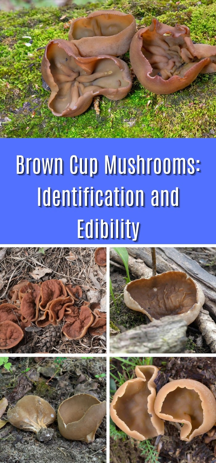 Brown Cup Mushrooms: Identification and Edibility - Mushroom Appreciation