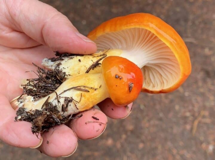 Waxy Cap Mushrooms: Comprehensive Identification Guide - Mushroom ...