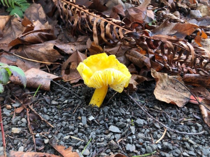 Waxy Cap Mushrooms: Comprehensive Identification Guide - Mushroom ...